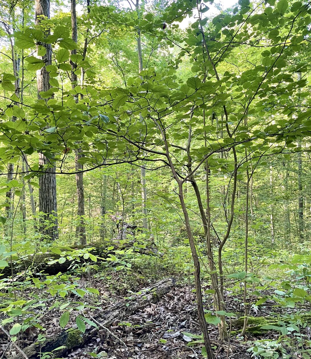 Witch-hazel | CMP Tree Selection Tool